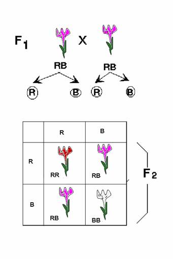 La biología inteligente: TEMA 3: Fenotipo, Genotipo Homocigoto ...