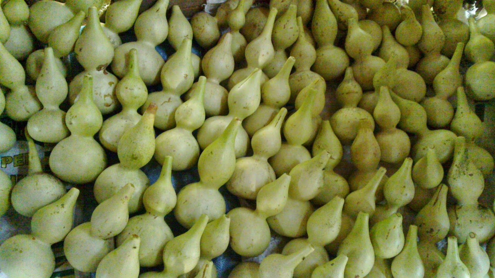 Labu China / Labu Botol / Labu Dewa mabuk / Labu Drunken Master