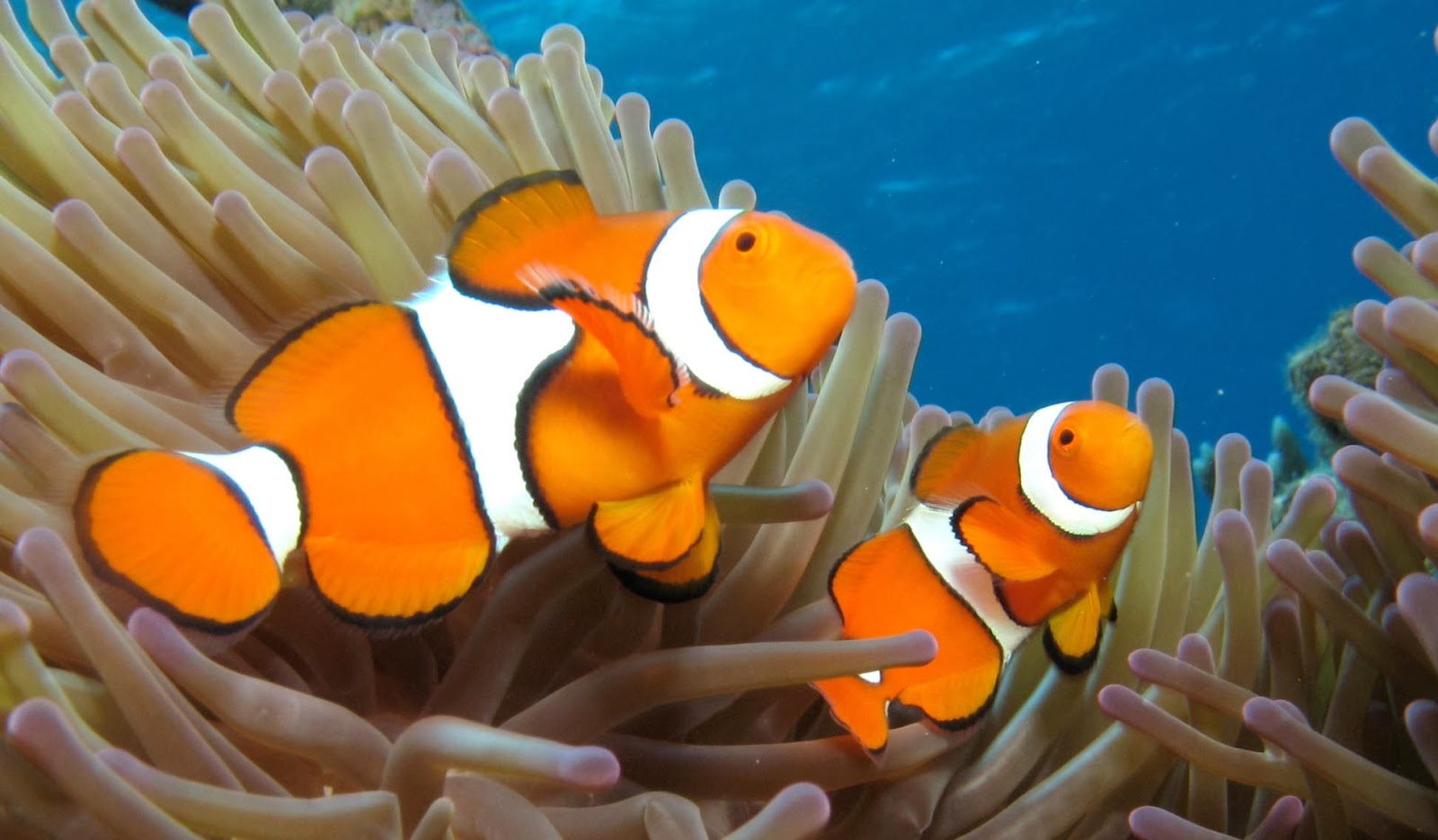 Top 15 Most Beautiful Fishes ~ Explore Amazing World