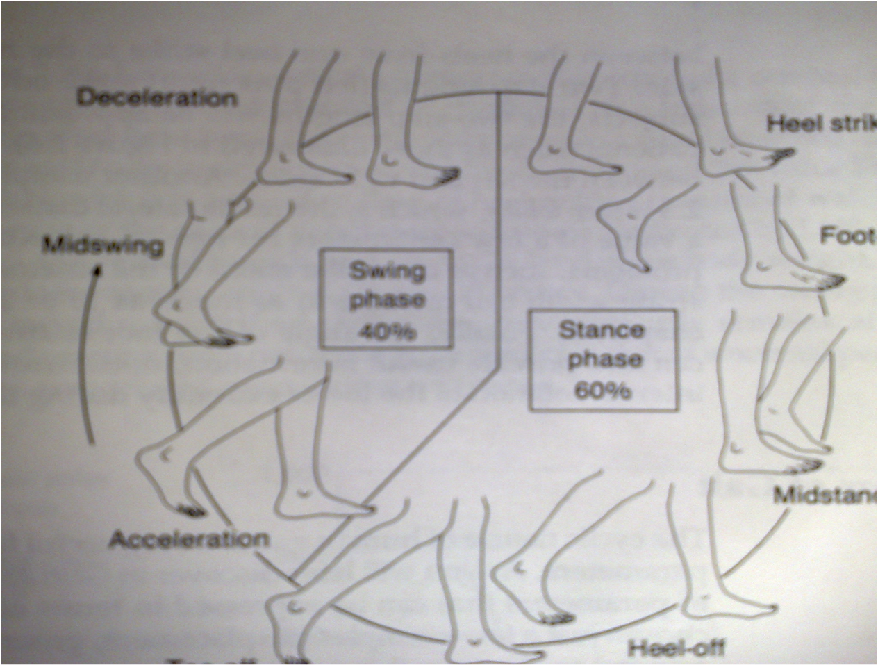 ANALISIS DE LA MARCHA: MARCHA NORMAL