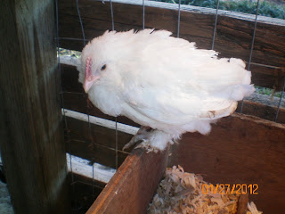 Just Chickens...: How to Tell Different Colored d'uccles Apart