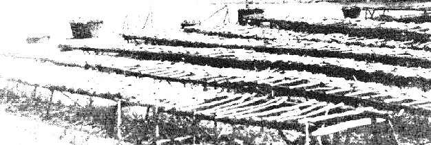 KP: In Memoriam: Gaspe Salt Cod -- Bacalao Stew