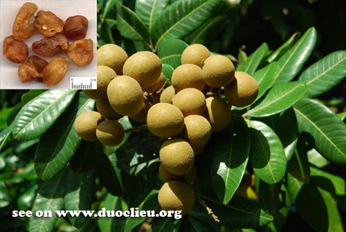 Longan aril (Longyanrou)- Euphoria longan-Arillus longan