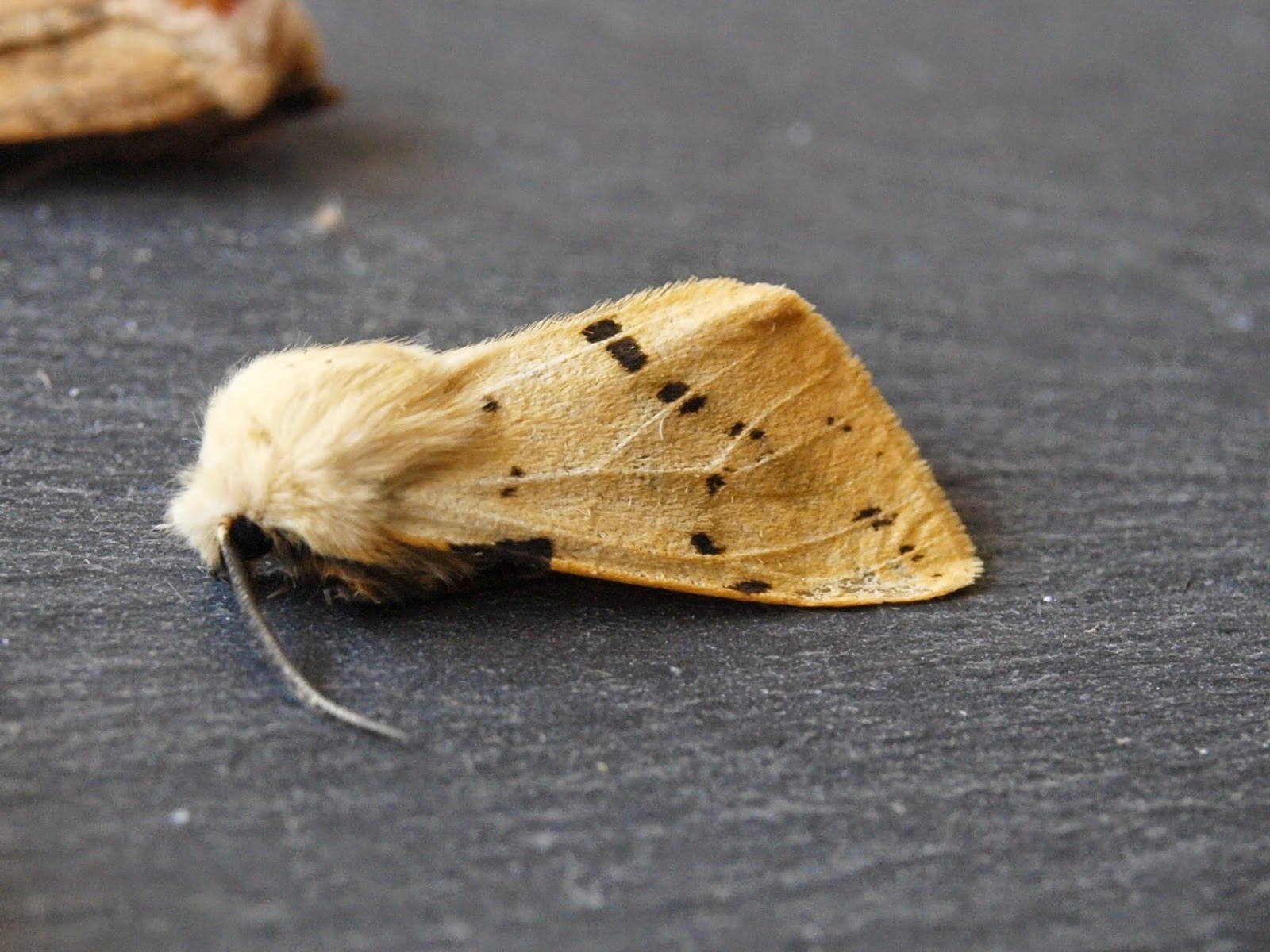 Ragged Robin's Nature Notes: Cuttle Pool NR and Garden Moths