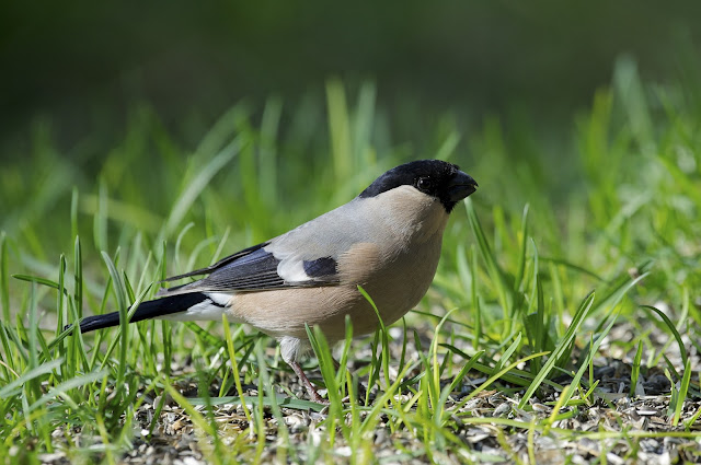 Naturfoto Einar Hugnes: Ekorn, pilfink, dompap og spettmeis på "vårforinga"