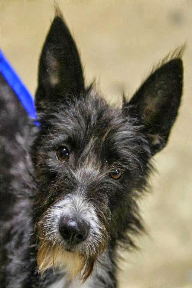 ACENDURA BRAVA: PODENGO: PREFERENCIALMENTE PRETO!