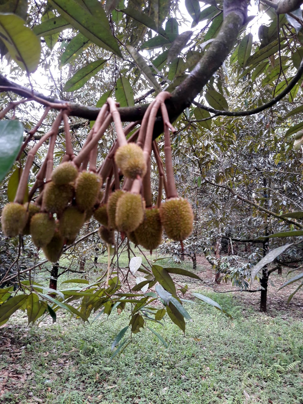 SENTRA KEBUN DURIAN MONTONG CANDIMULYO: November 2018