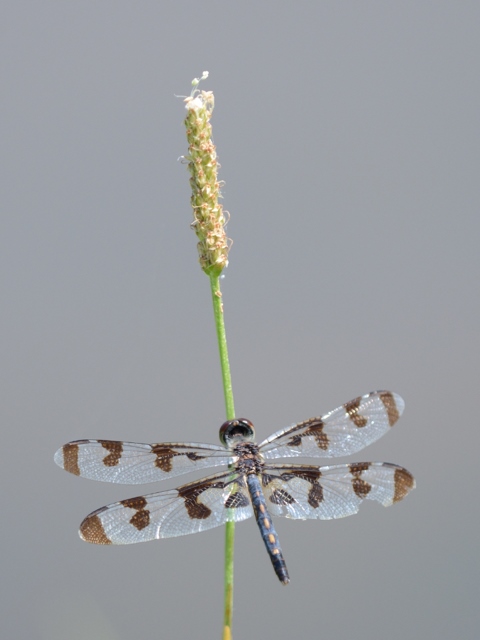 The Latest: Georgia Dragonfly Photos