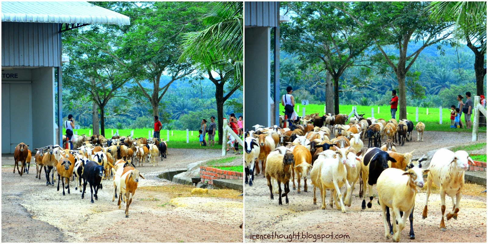 irence ღ thought : [马来西亚：居銮] Kluang UK Farm 休闲农场 Part 1