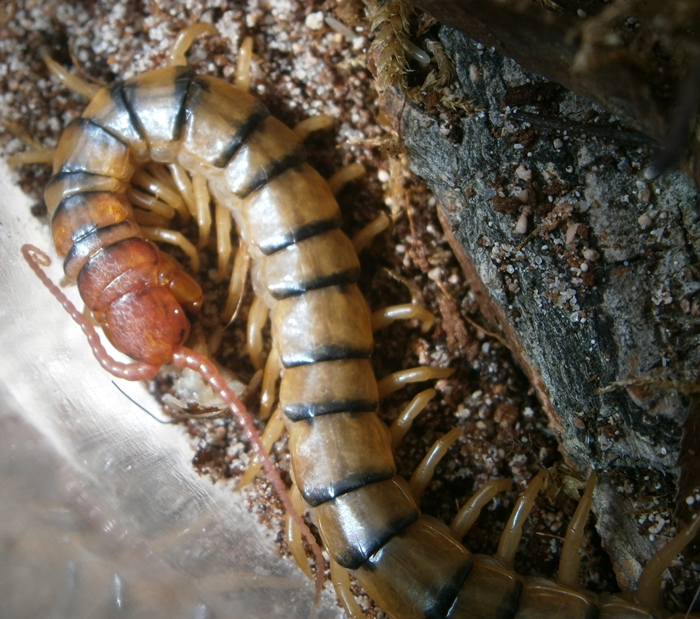Invertebrate Dude: My New Embaphion muricatum larva and Scolopendra ...