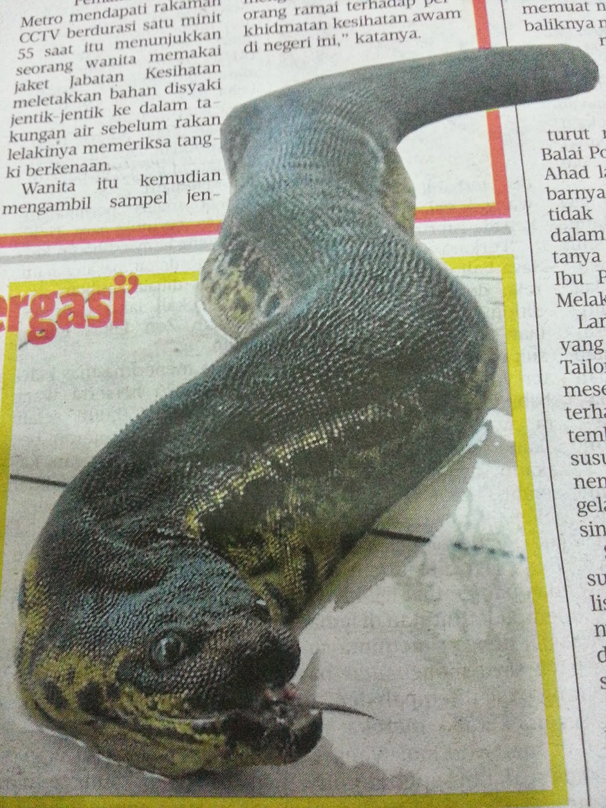 Dari Sudut Pandang: Lintah gergasi muncul di Sungai Siput