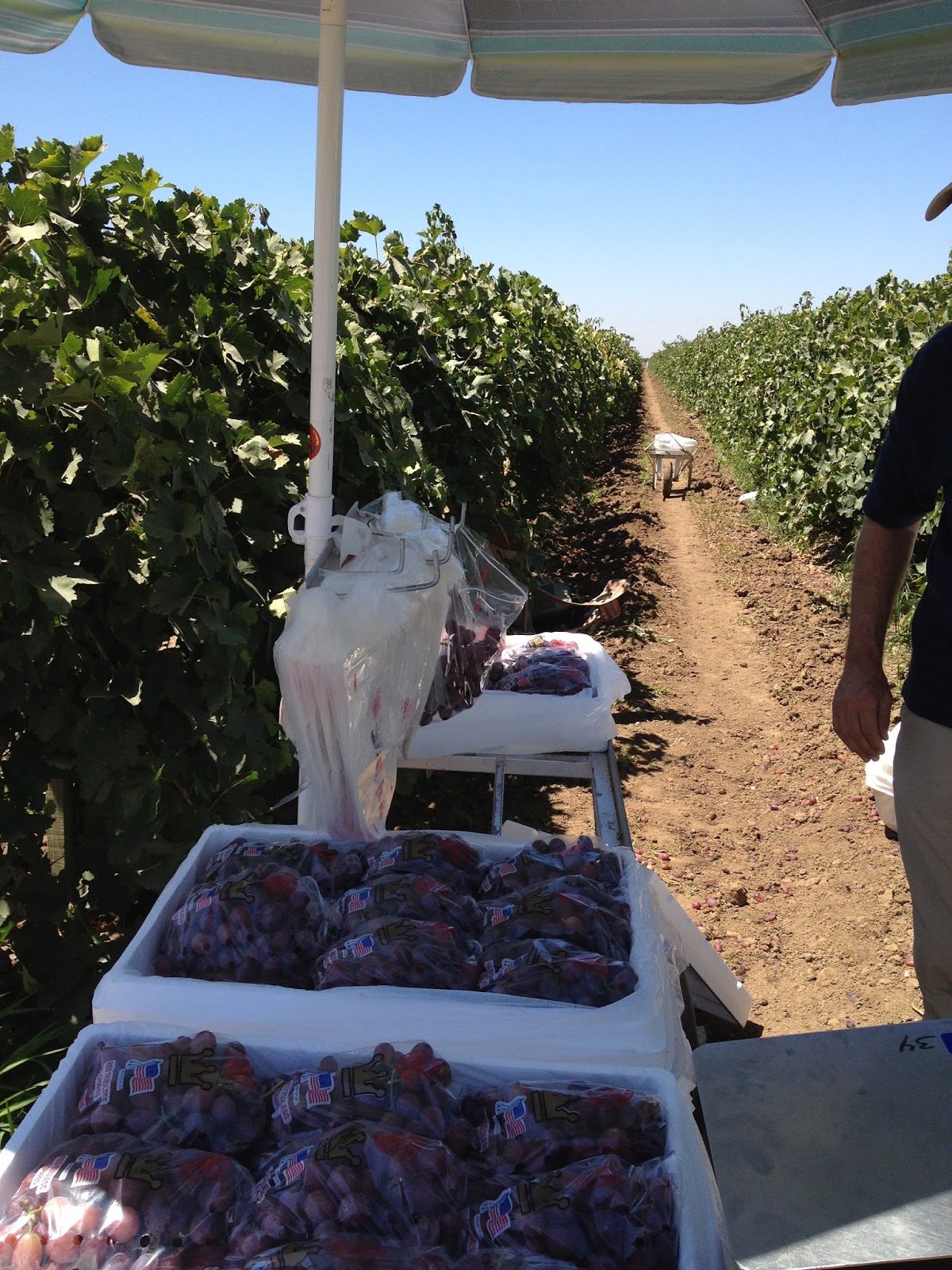 Fresh off the Boat in HK: the hidden world of table grapes
