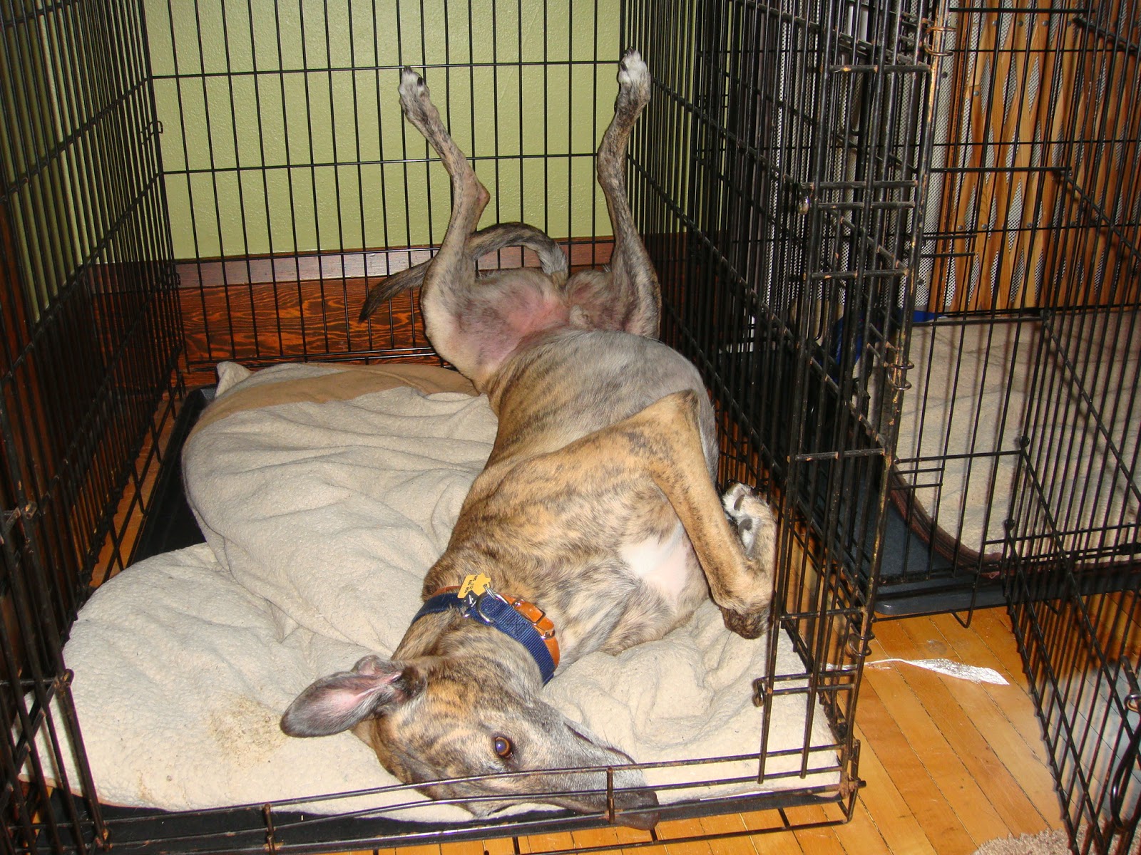 Northern Lights Greyhound Adoption Dog Blog: NLGA Photo Roundup ...