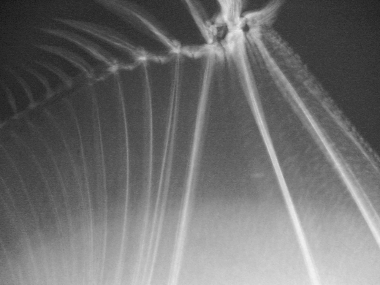 We've been expecting you Dr. Jones...: Oreos—once bitten...