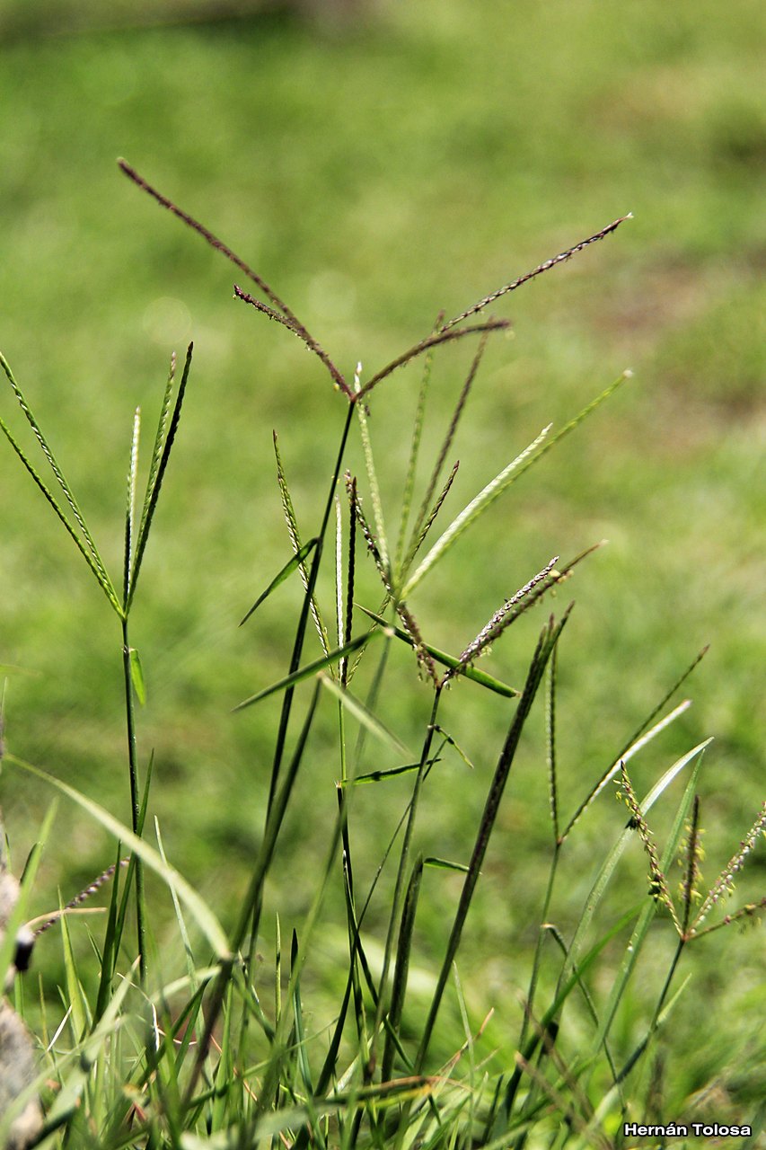 Flora Bonaerense: Pata de perdíz (Cynodon dactylon)