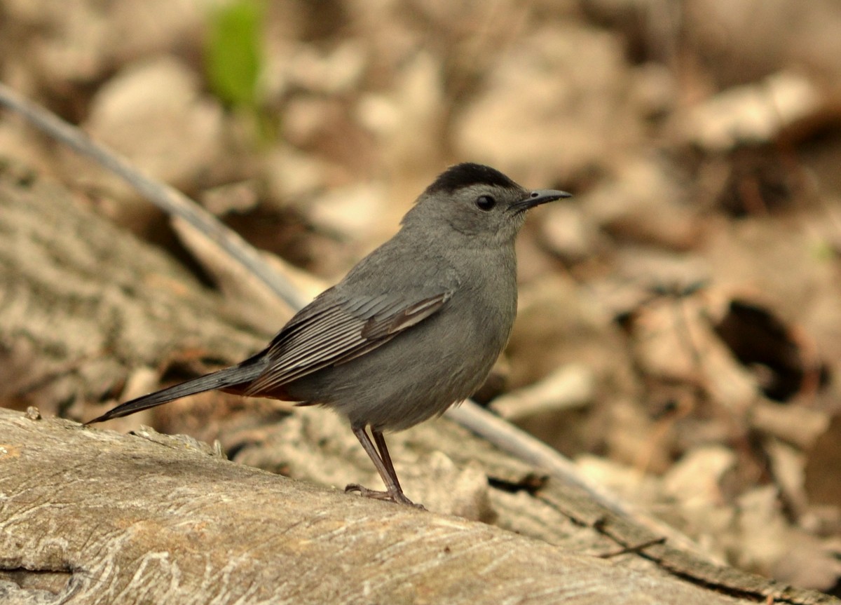 Woods Walks and Wildlife: May 2015