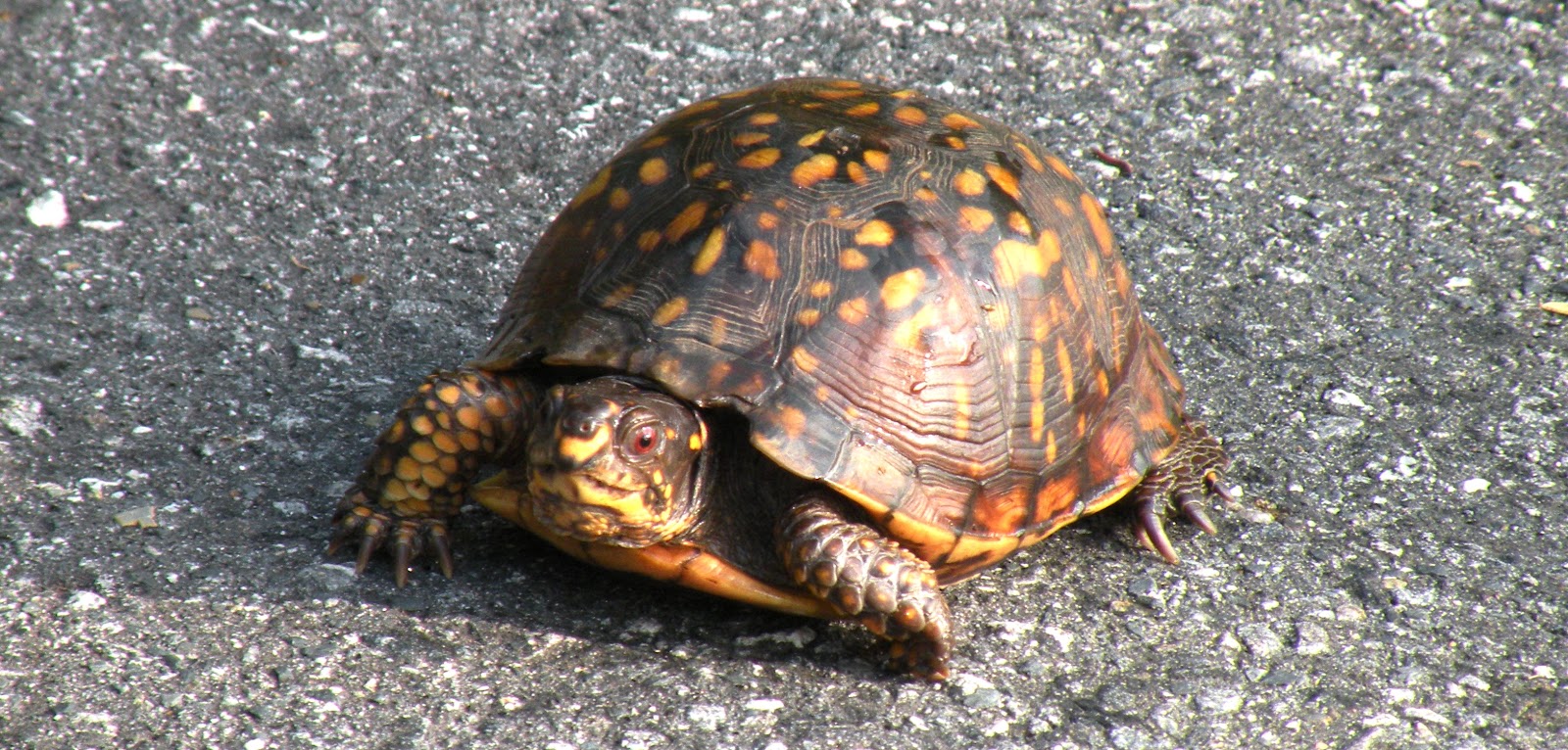 Appalachian Living: Box Turtles in the Southern Appalachian's