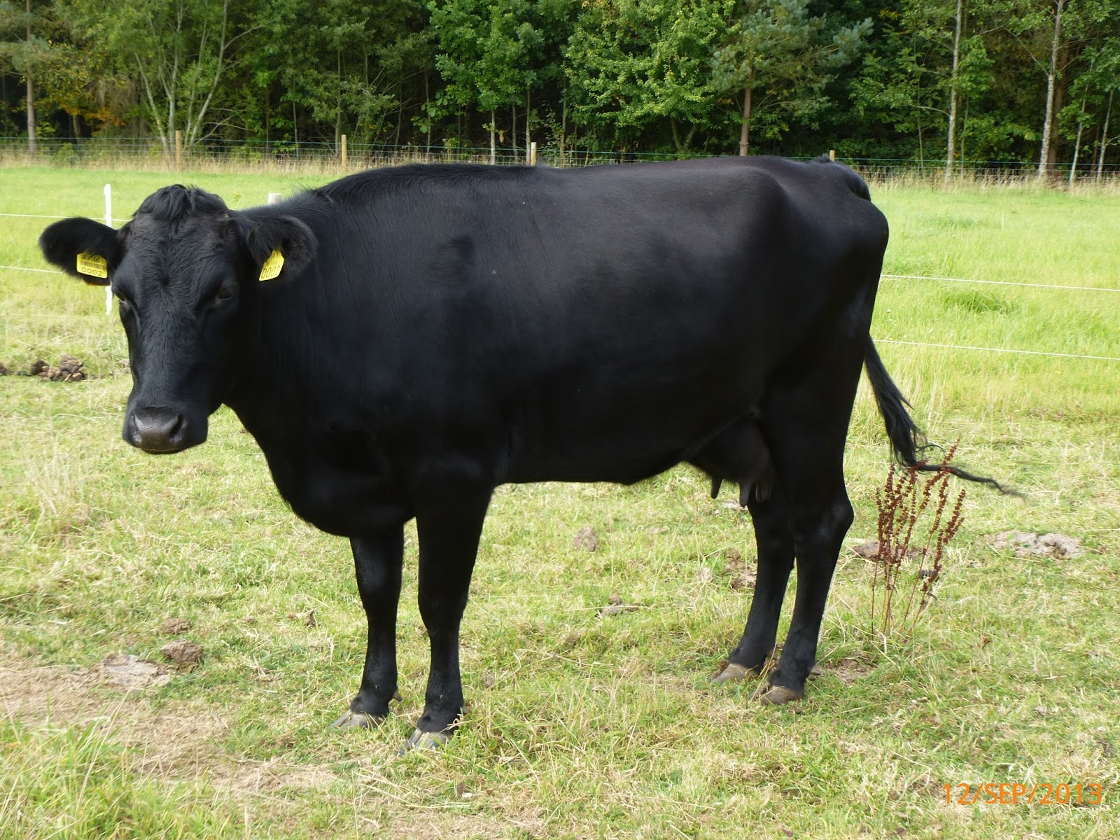 The little Kerry herd 2013.