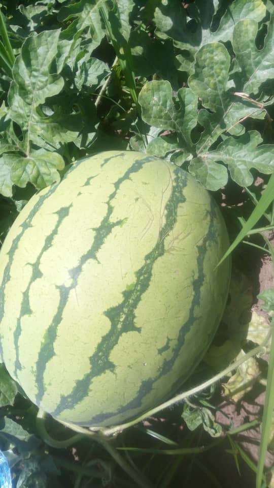 MBEGU BORA ZAIDI ZA TIKITI MAJI TANZANIA