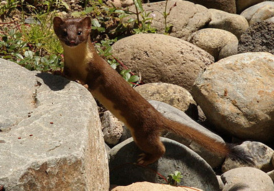 Synapsida: Weasels, Weasels, Everywhere