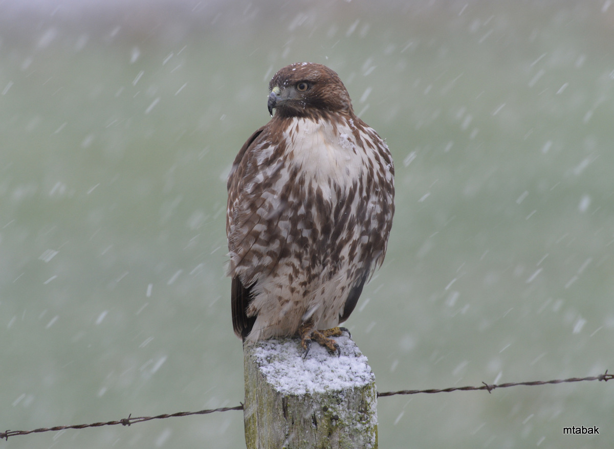 Hawk Identification Tips from every angle (Sharpie vs Cooper and Red ...