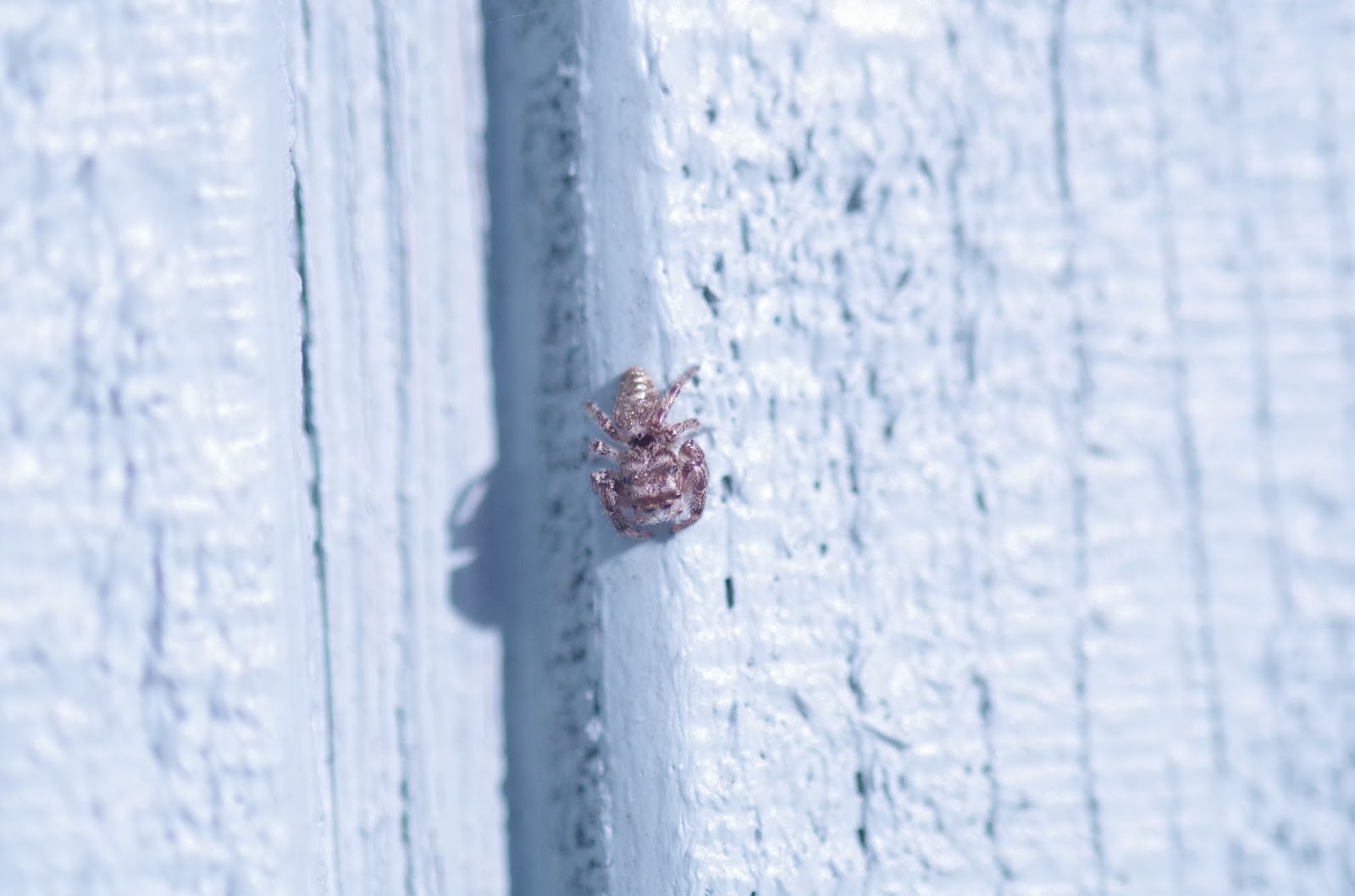 The Bugs in the Backyard: Snow Bugs