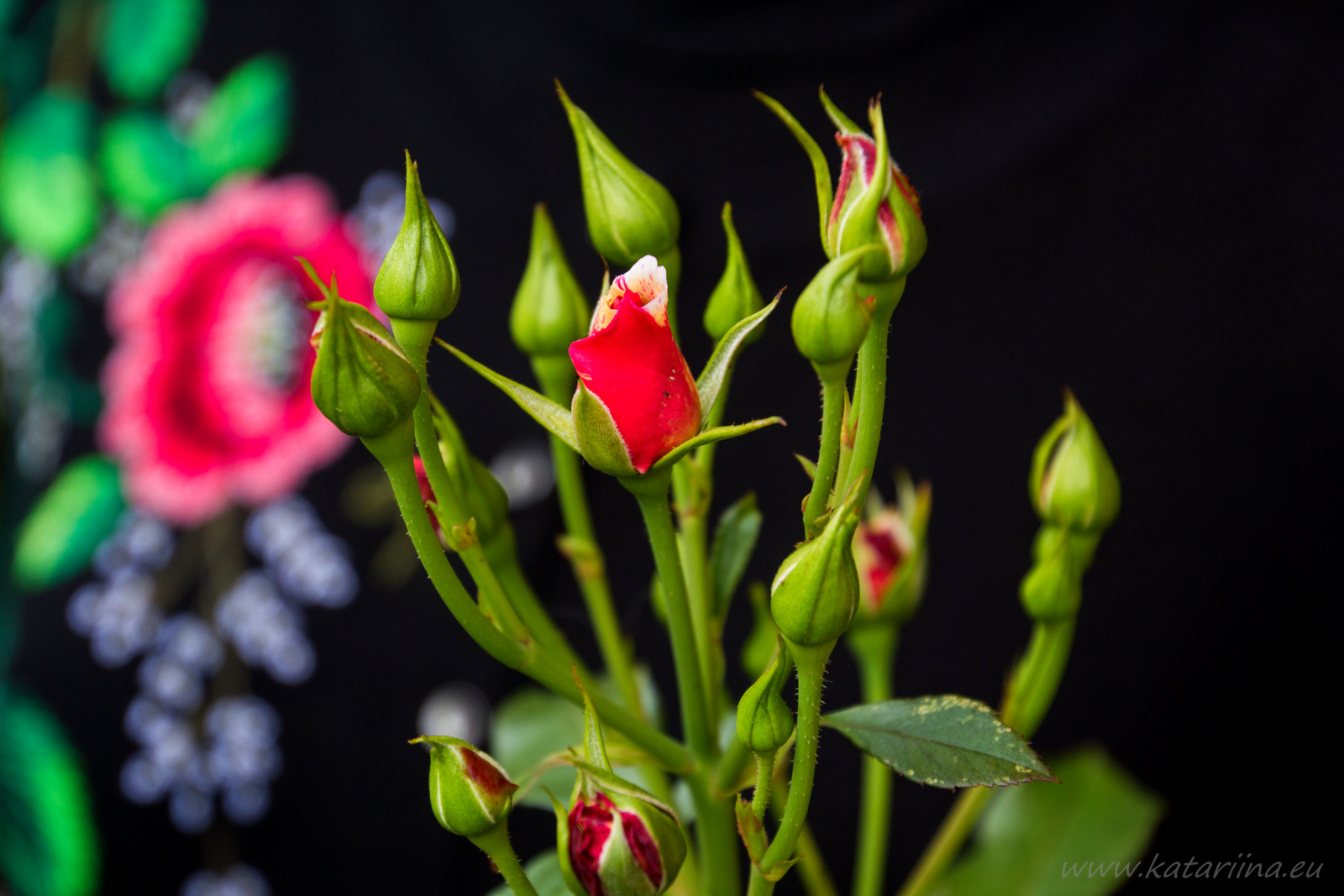 Katariina kudugurmee: Punased roosid.