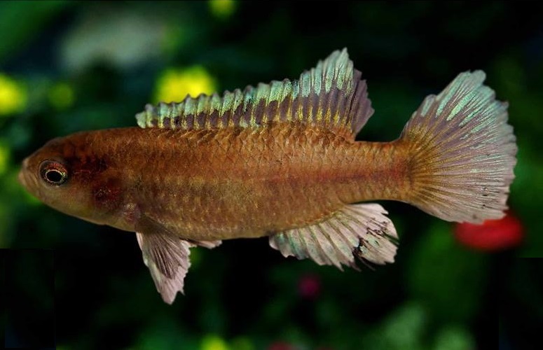 Species New to Science: [Ichthyology • 2018] Dario neela • A New ...