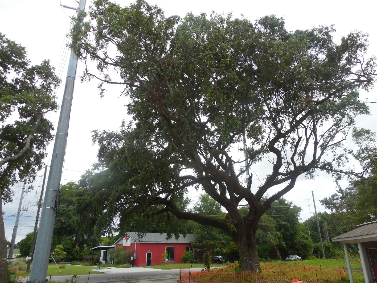 Mayor's Corner: What is a Grand Tree?