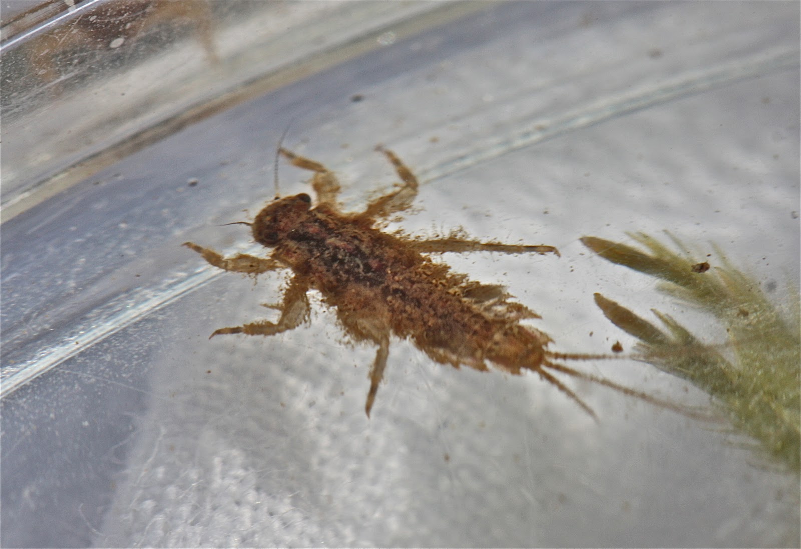 Aquatic Insects of Central Virginia: The Spiny Crawler "Eurylophella ...