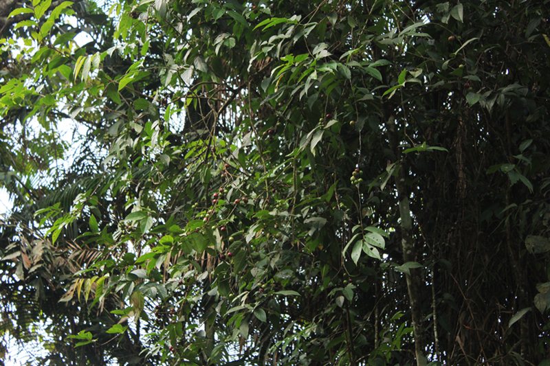CATATAN KECIL: Buah rukam,Buah asli Indonesia yang Langka,Nikmat dan ...