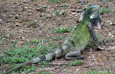 Hiking Curaçao - Flora and Fauna: Leguaan, Iguana