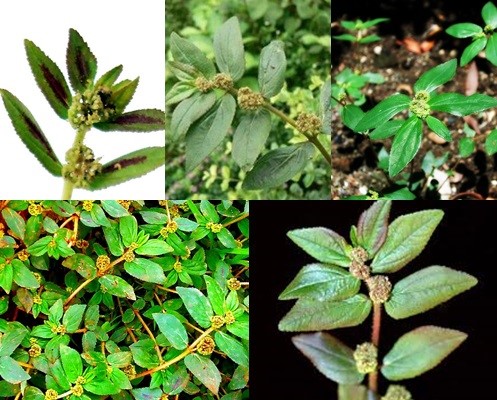 Science in Nature: INDIGENOUS MEDICINAL PLANTS AND PRACTICES IN ...