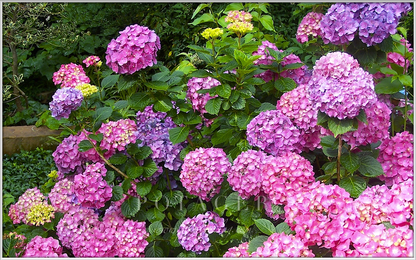 P O T A G E R: Propagating Hydrangeas from Rooted Cuttings