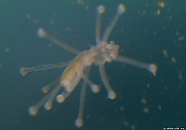 The Natural History of Bodega Head: A first for California