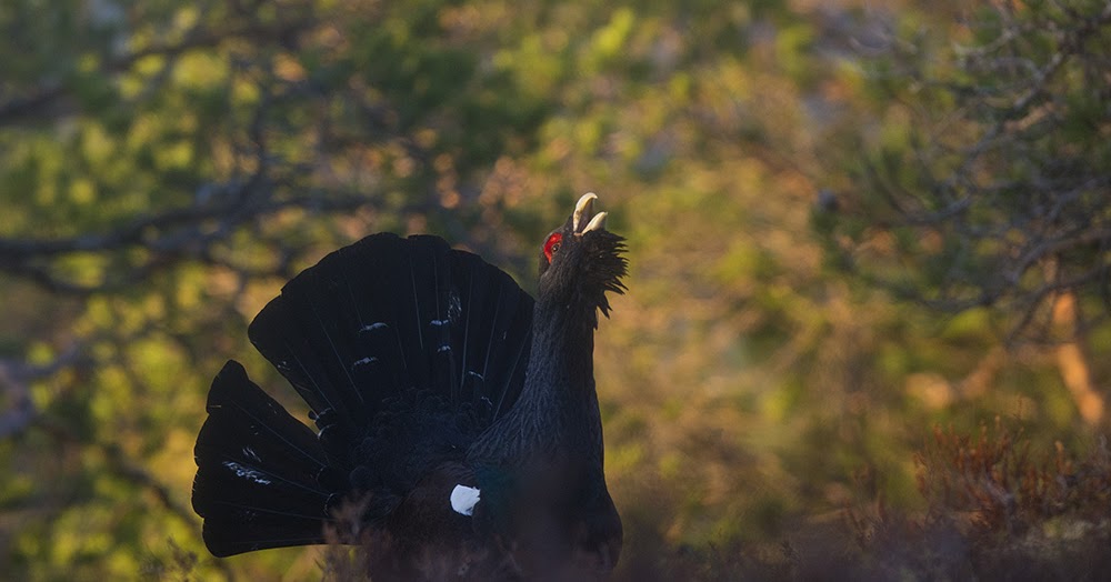 Kjartan Trana´s fotoblogg: Tiur og tømmer