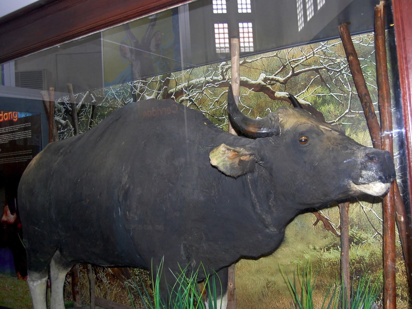 Taiping Photo Gallery: Perak Museum Taiping