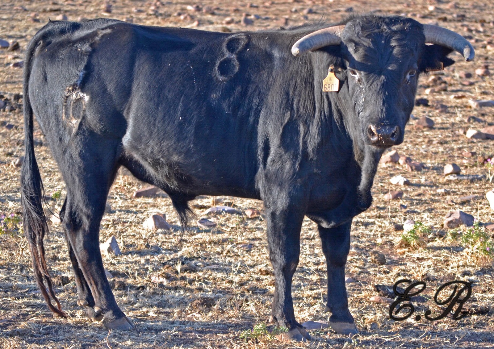 Organización Gubernamental: DESEMBARQUE Y TRADICIONAL ENCIERRO DE NOVILLOS.