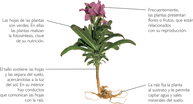 Esquema de una flor con todas sus partes - Imagui