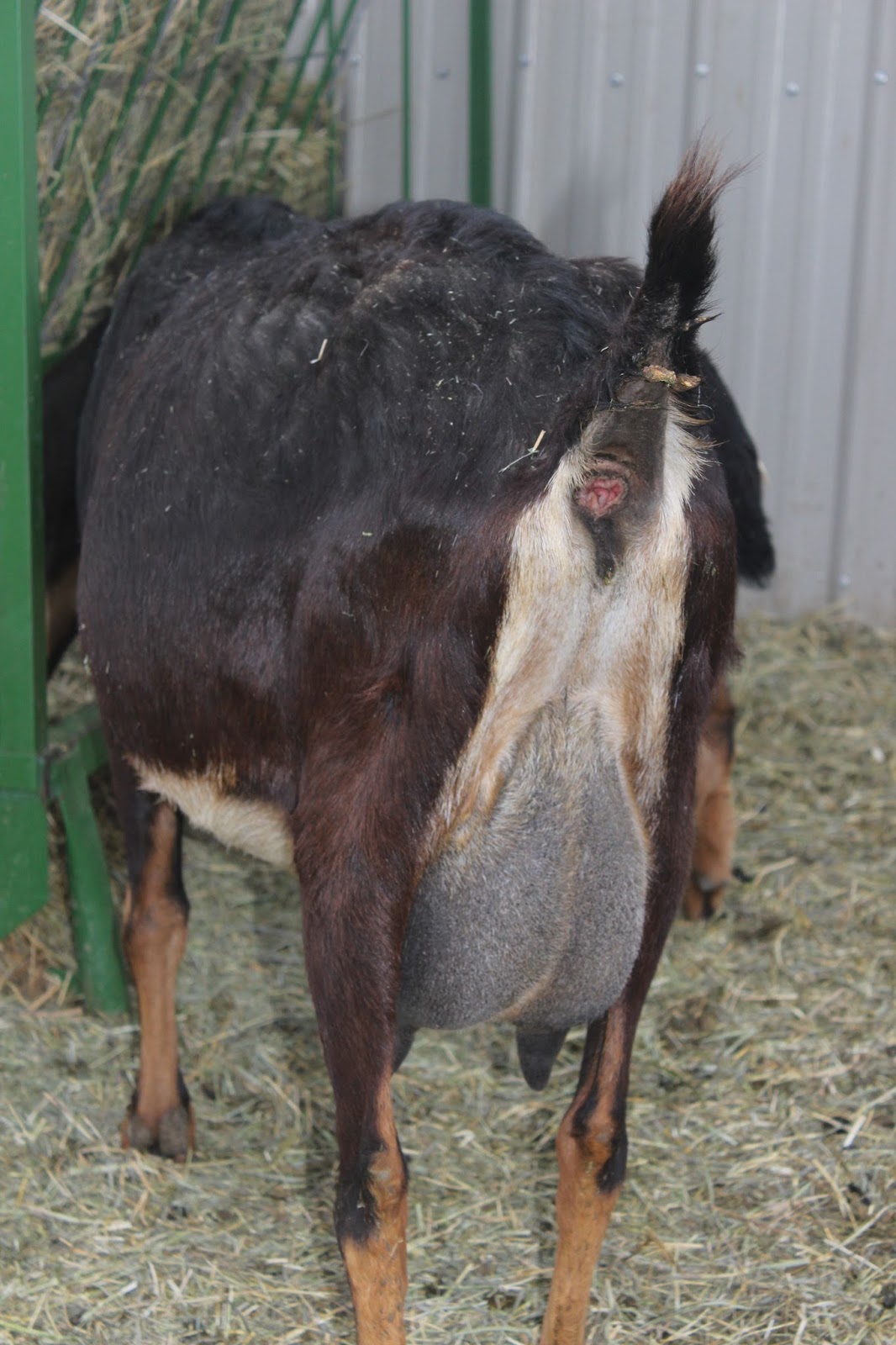 Easy Living the Hard Way: Empty Udders