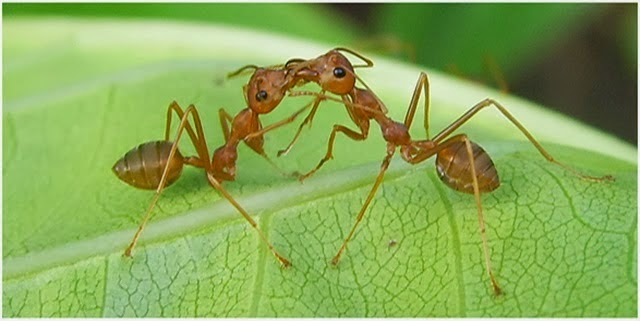 Gambaran Umum Semut RangRang ~ Dean Vhin