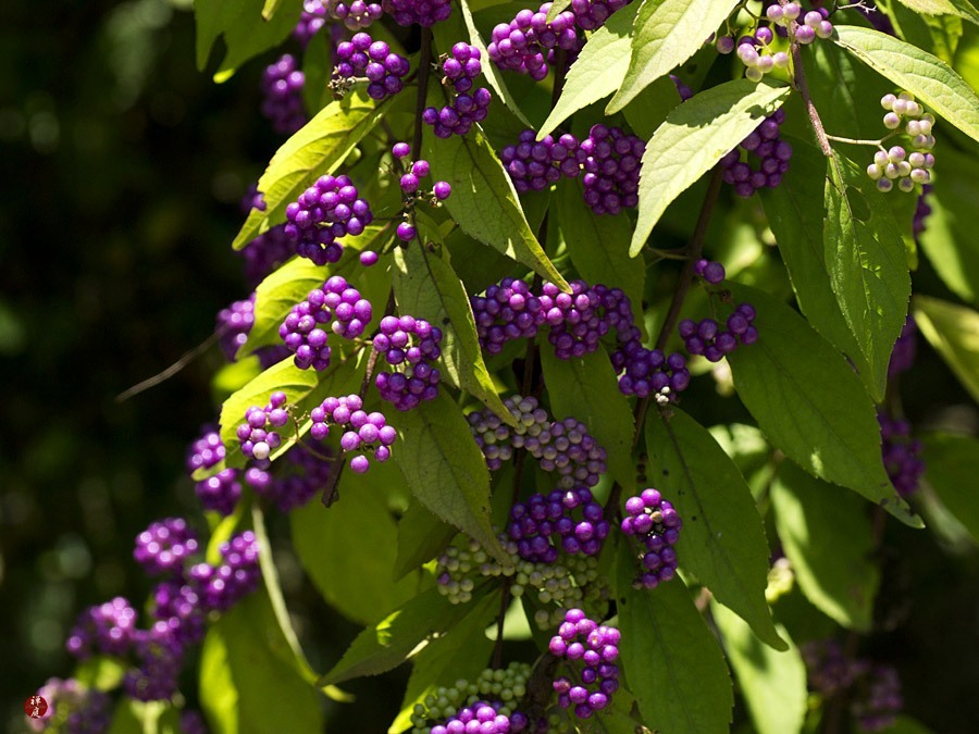 FROM THE GARDEN OF ZEN: Murasaki-shikibu (Callicarpa japonica) berries ...