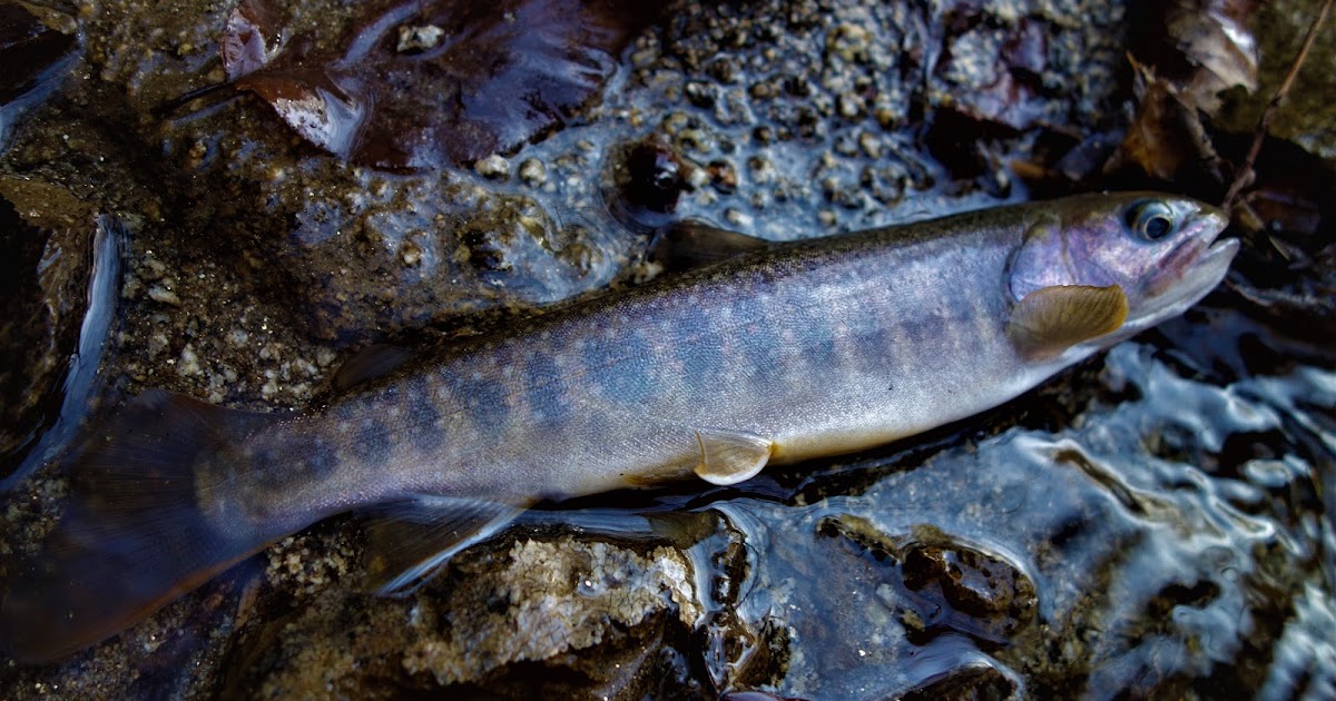 The Gourmet Sportsman: Land of the Rising Sun (and Fish) Part Two ...