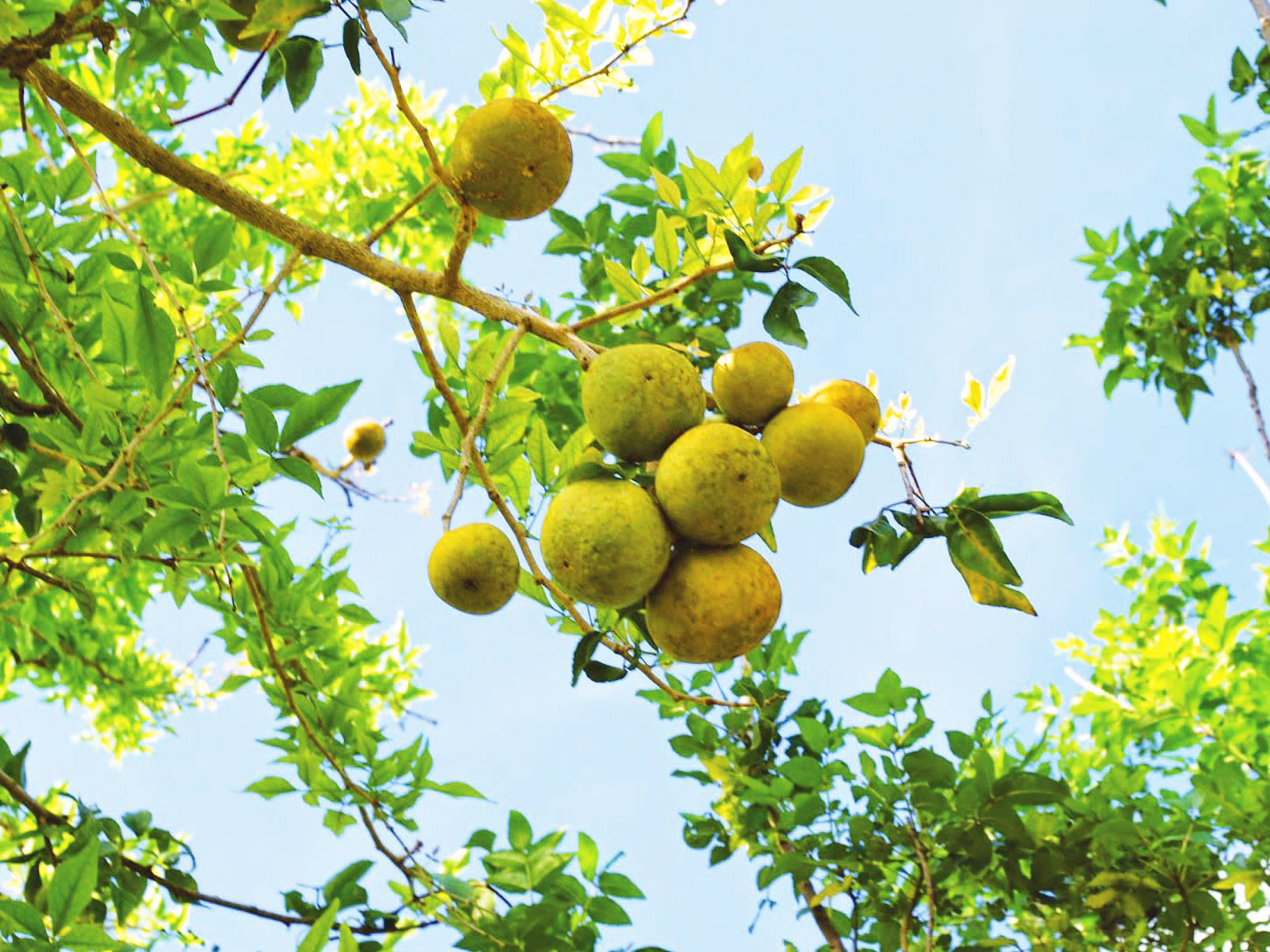 Indonesian Folklore (Folklor Indonesia): The Origin of Majapahit