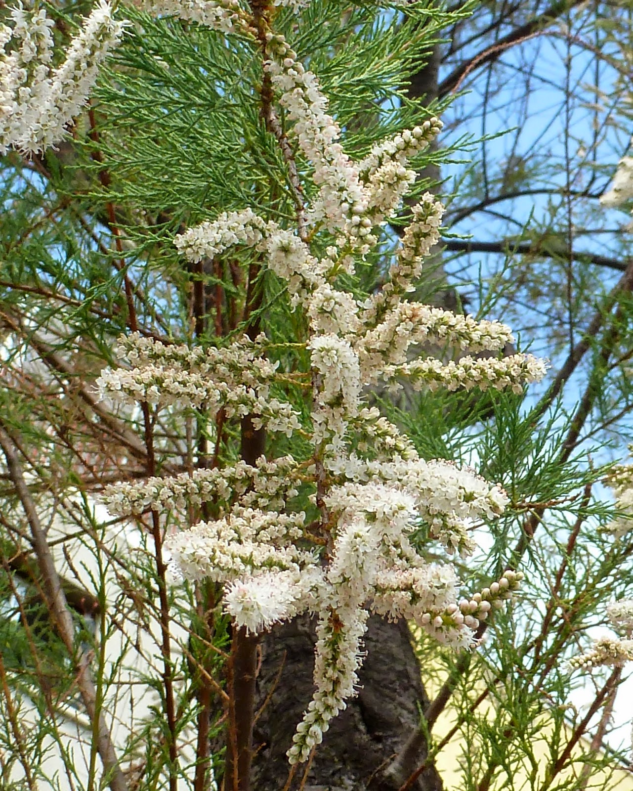 Árboles con alma: Tamarisco. Tamariu. (Tamarix gallica)