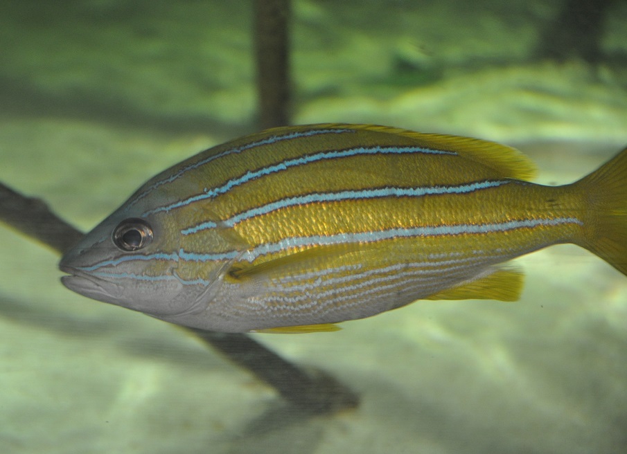ZOOTOGRAFIANDO (6.100 ANIMALS): PERCA MARINA DE RAYAS AZULES / BLUE ...