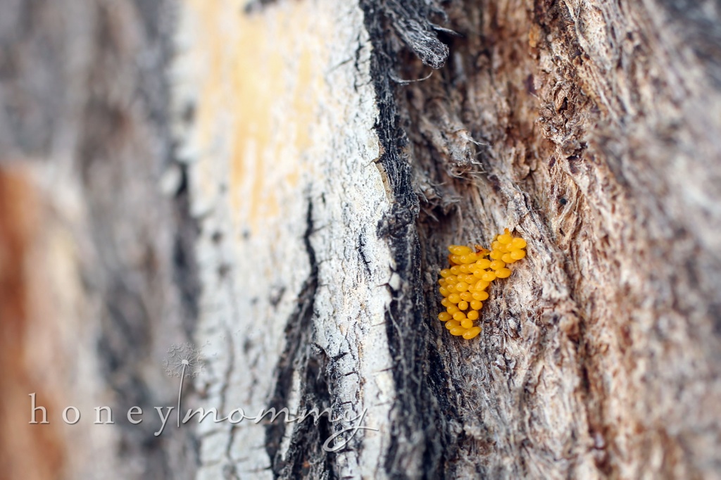 Honey Mommy: The Ladybug Tree ( Lessons on the Lifecycle of a Ladybug)