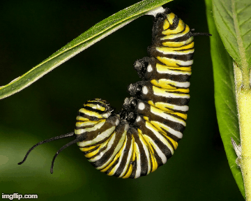 The Third Stage of A Butterfly : The Chrysalis/Cocoon