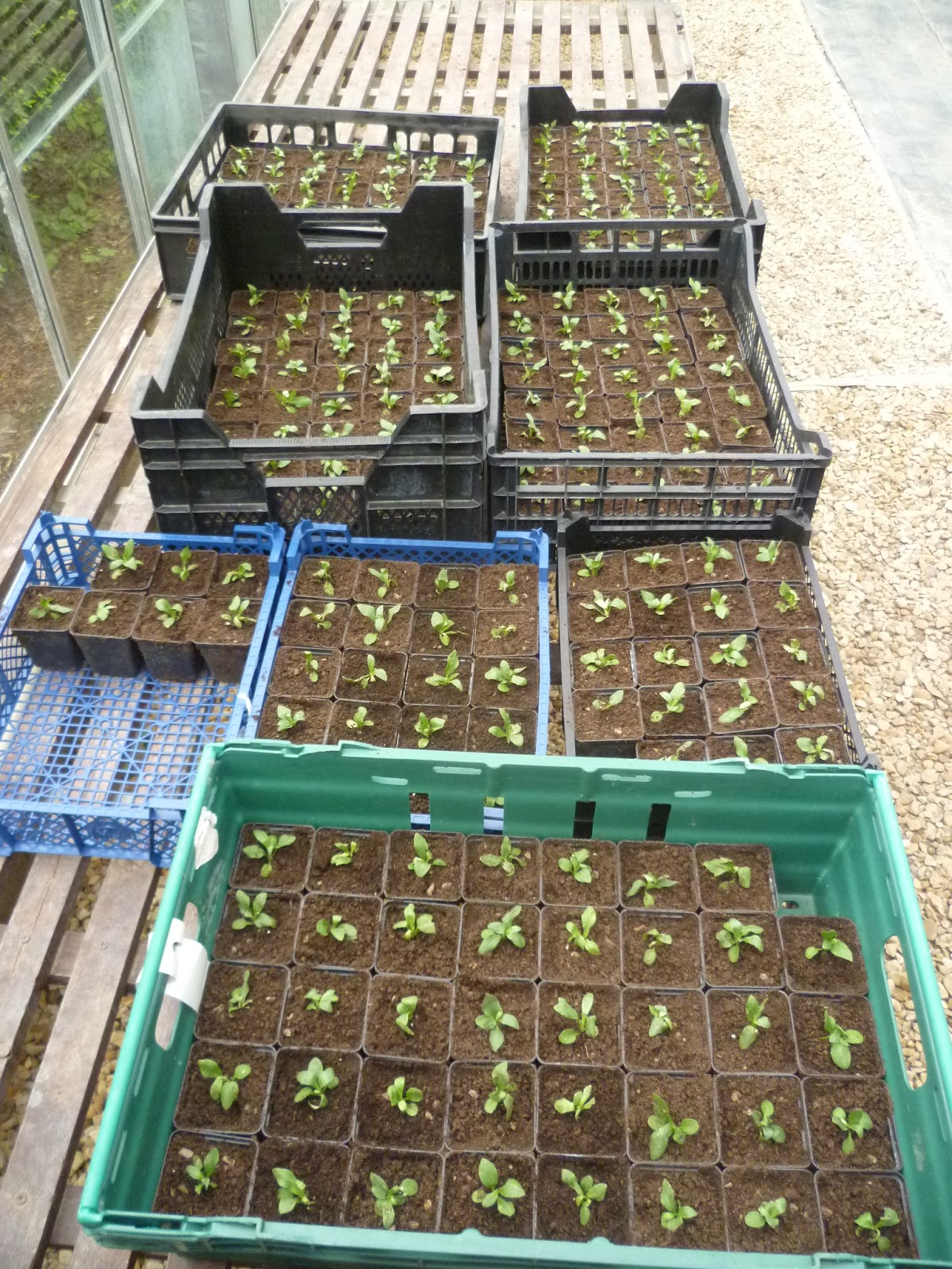Worcester College Gardeners 2009-2018: Potting On Wallflower Plug Plants