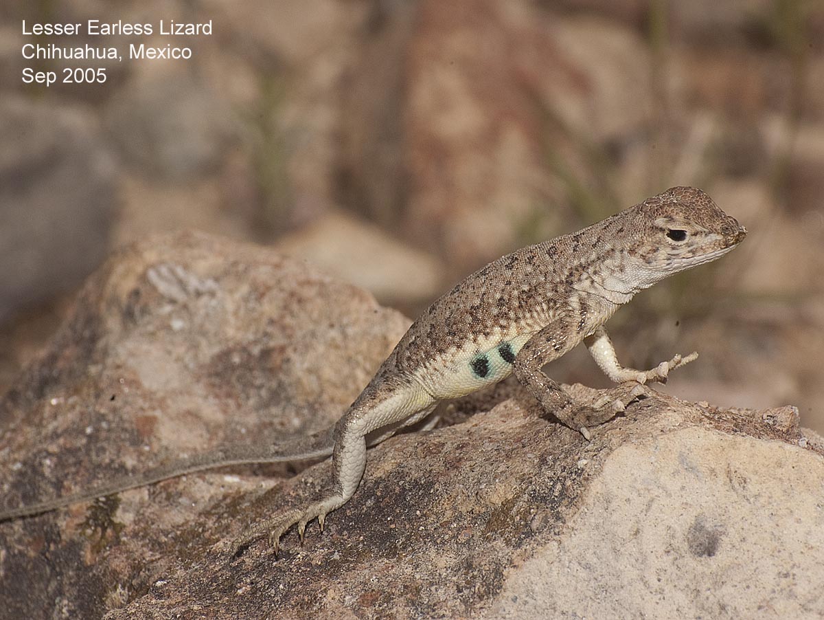 Northwest Nature Notes: LIZARDS ARE COOLER WHERE IT'S HOT